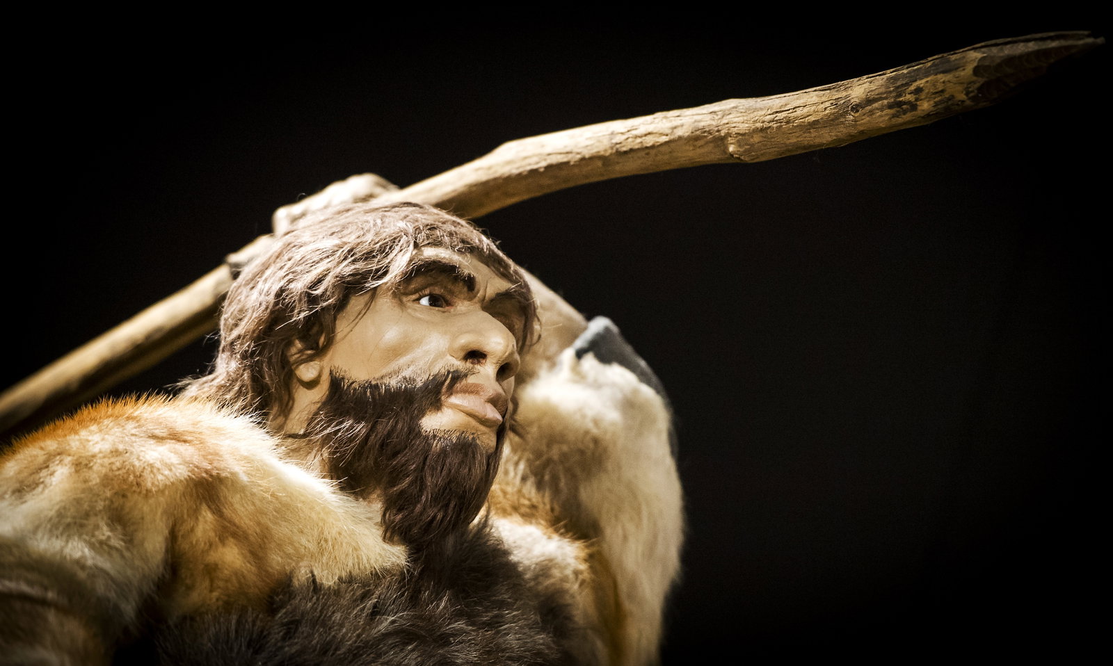Neanderthalers aten vrouwen en kinderen | NPO Radio 1