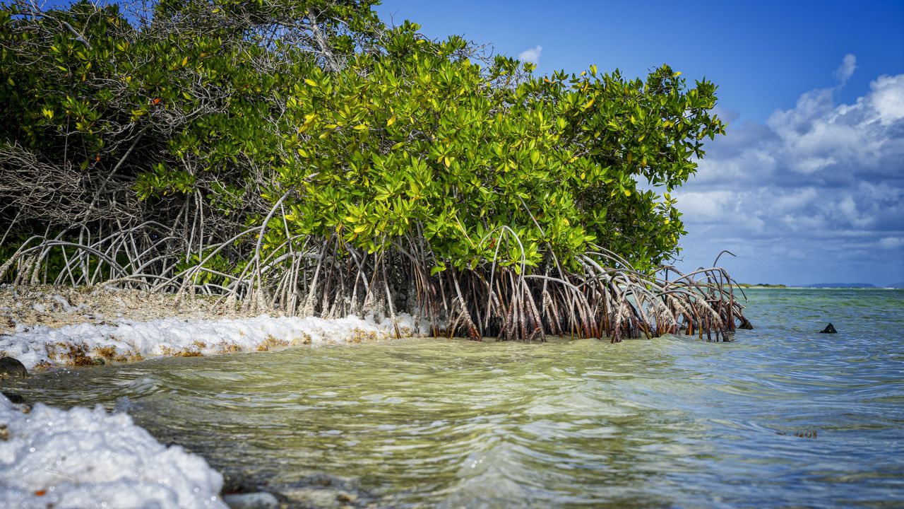 Rechtbank: Nederland moet meer doen tegen klimaatverandering en Bonaire ...