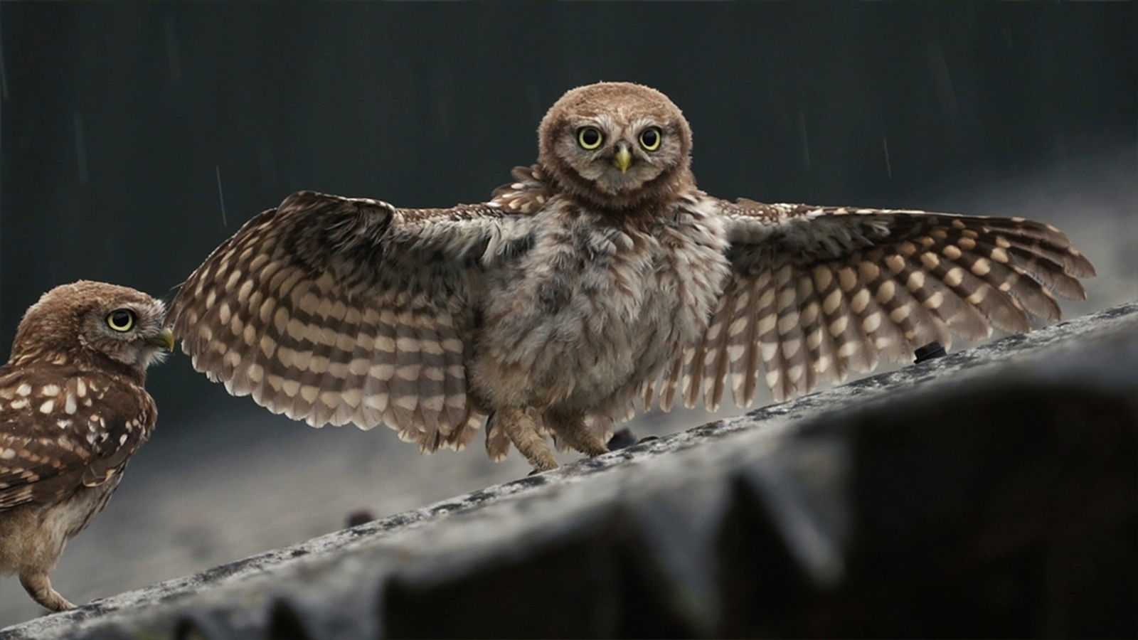 Dit is het Jaar van de Steenuil | NPO Radio 1