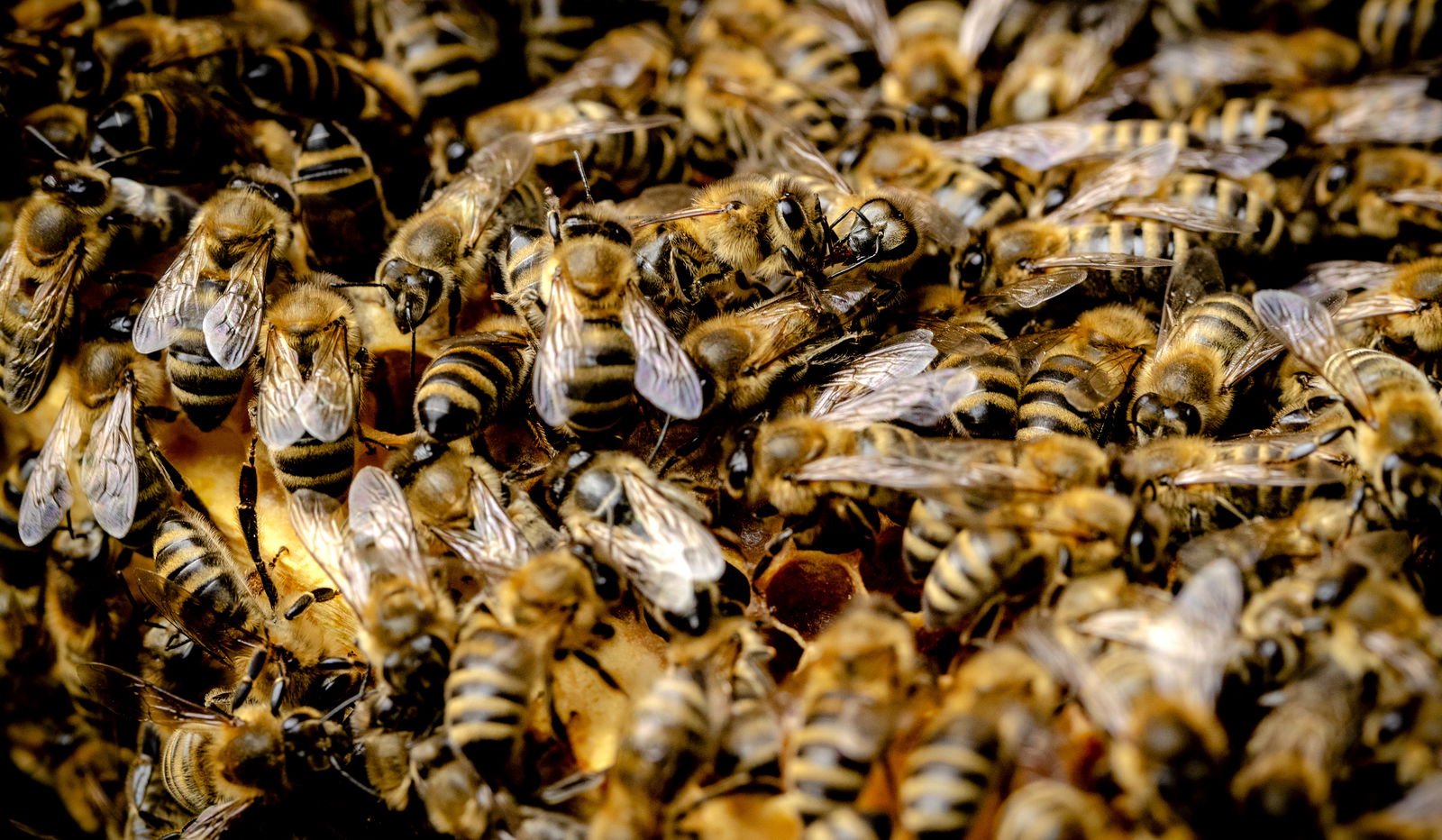 Dokters van nature van Jaap de Roode | NPO Radio 1