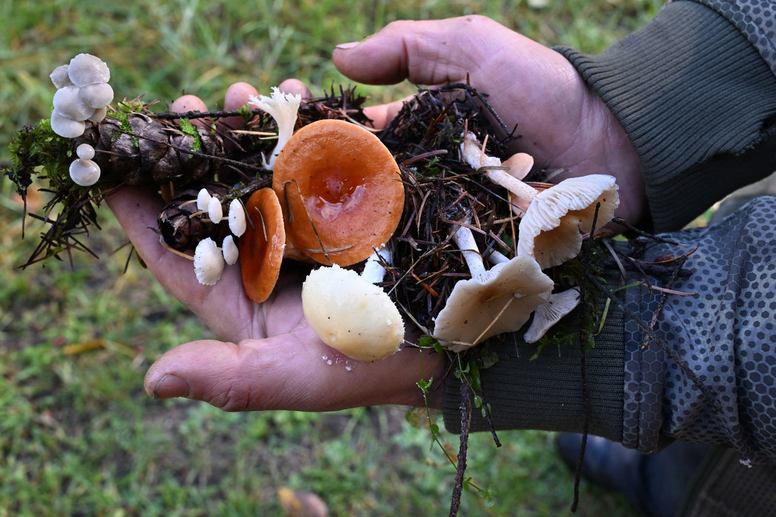 Waarom wildplukken goed is voor de natuur | NPO Radio 1