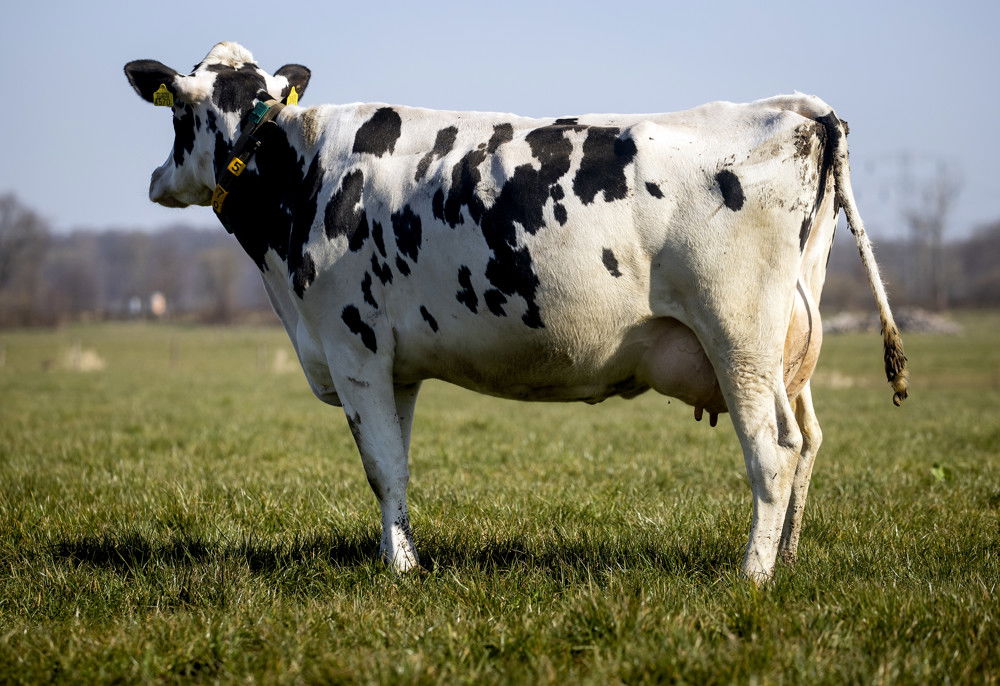 Stand.nl: 'Het is goed dat er überhaupt een alternatief stikstofplan ligt' | NPO Radio 1