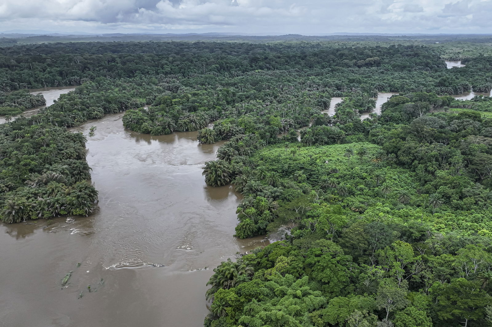 Tropisch regenwoud steeds meer versnipperd | NPO Radio 1