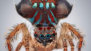 oud middel Colchicine helpt tegen artrose | NPO Radio 1