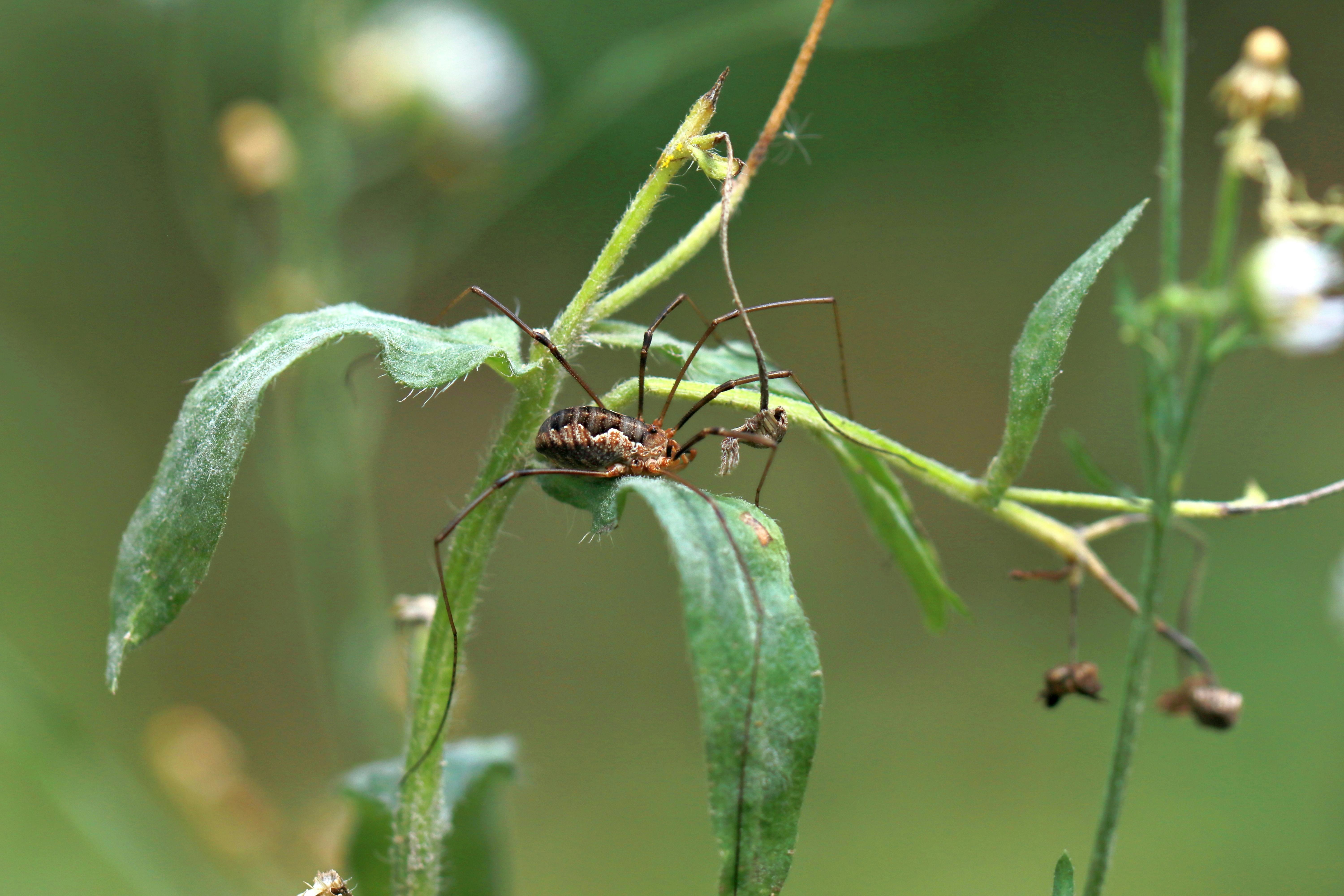 Er zijn veel meer giftige dieren dan we denken: 'Bijna alle spinnen en ...