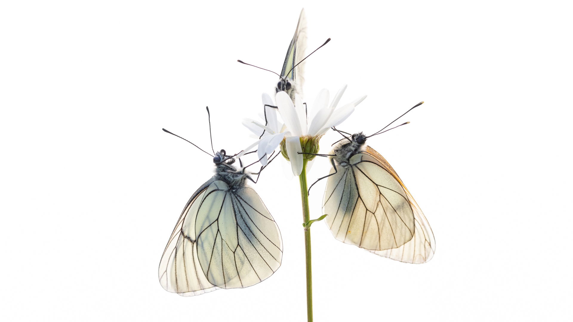 Zeldzame vlinderserie wint Groene Camera 2024 | NPO Radio 1