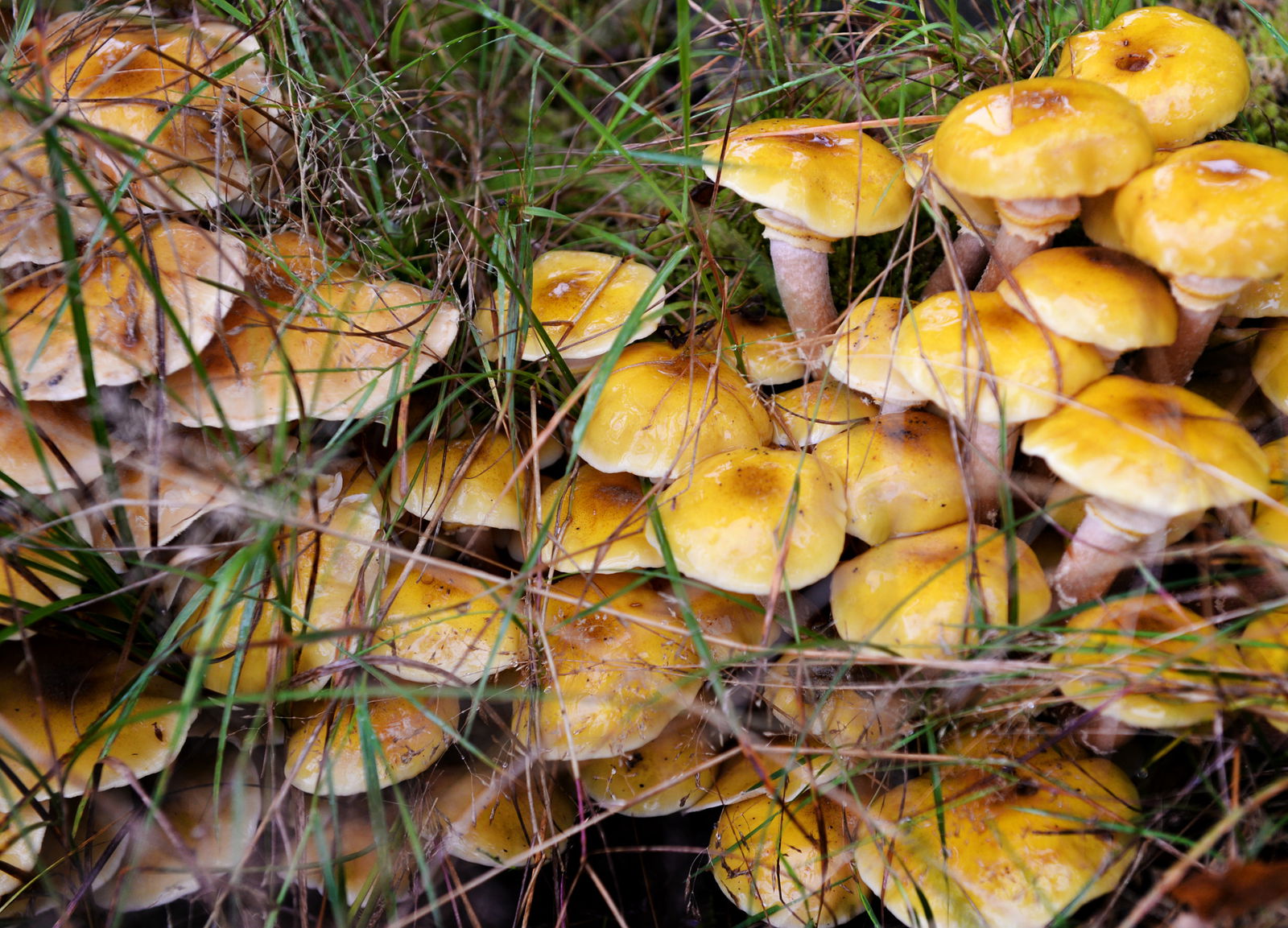 Het paddenstoelenboek: 'Wat zwammen ervan zeggen' | NPO Radio 1