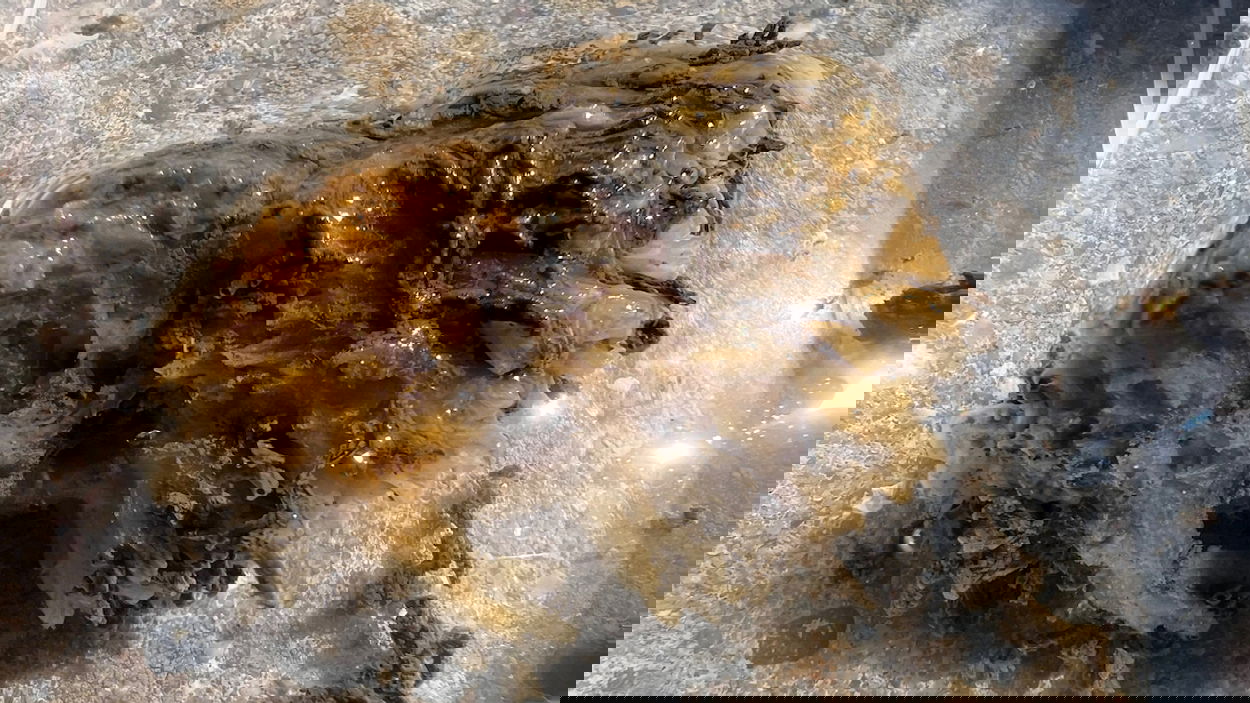 Exotische vlokreeft woekert in Oosterschelde | NPO Radio 1