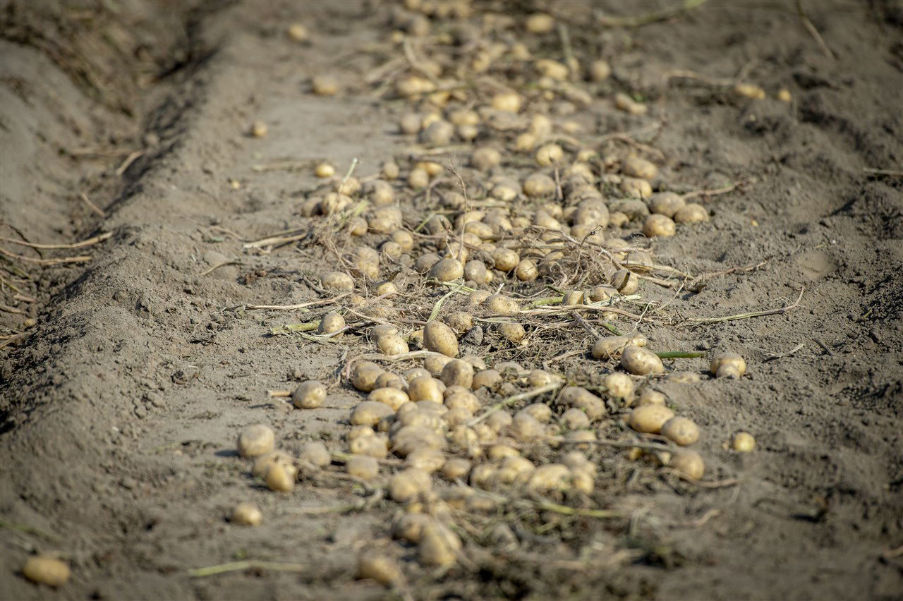 Europese Unie wil regels voor veranderen van DNA van planten ...