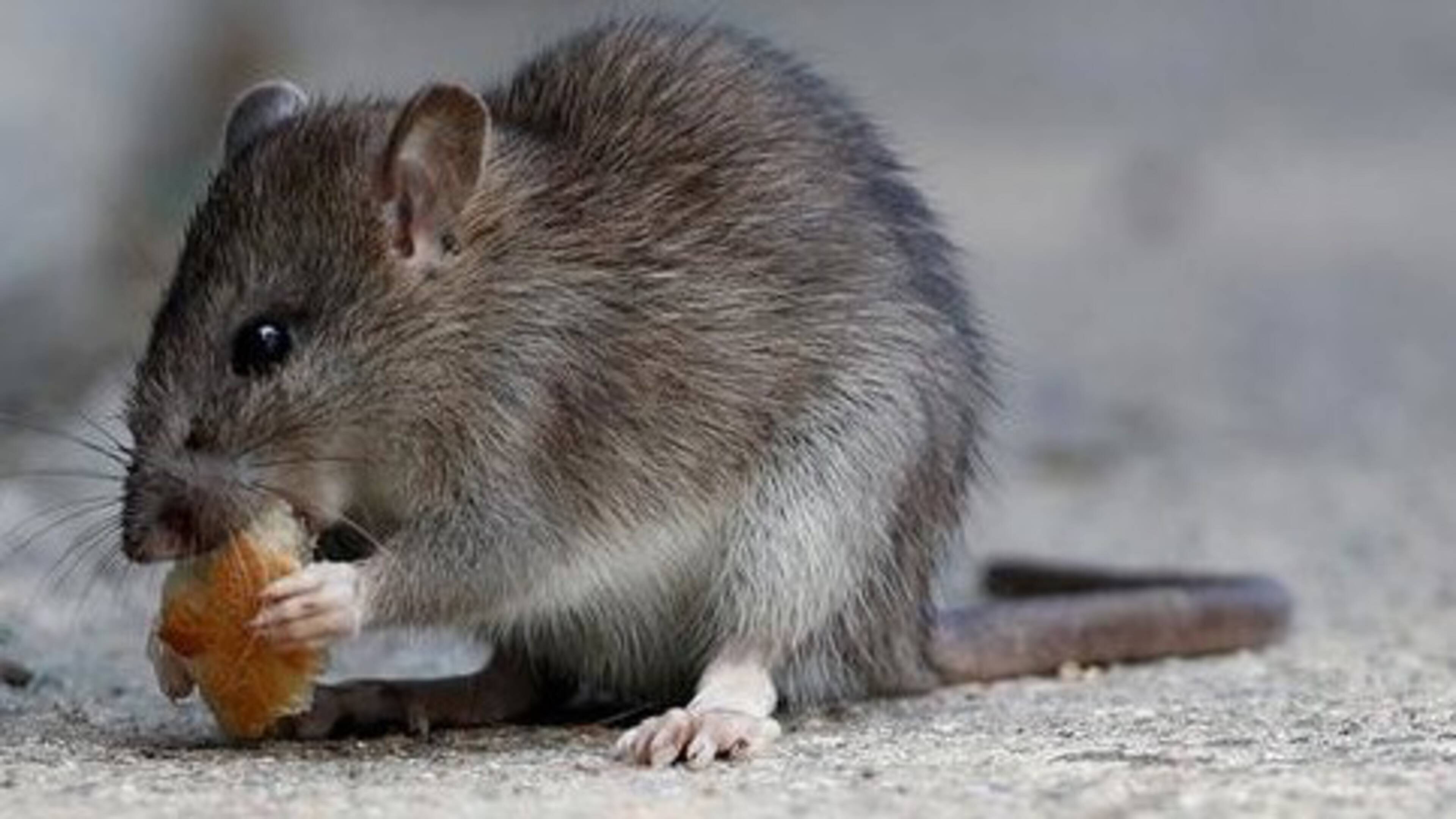 Nieuw pletmechanisme zaait dood en verderf onder ratten in riool | NPO ...