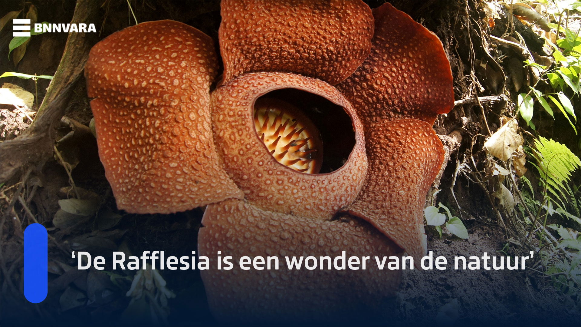 Kan de grootste bloem ter wereld nog gered worden? | NPO Radio 1