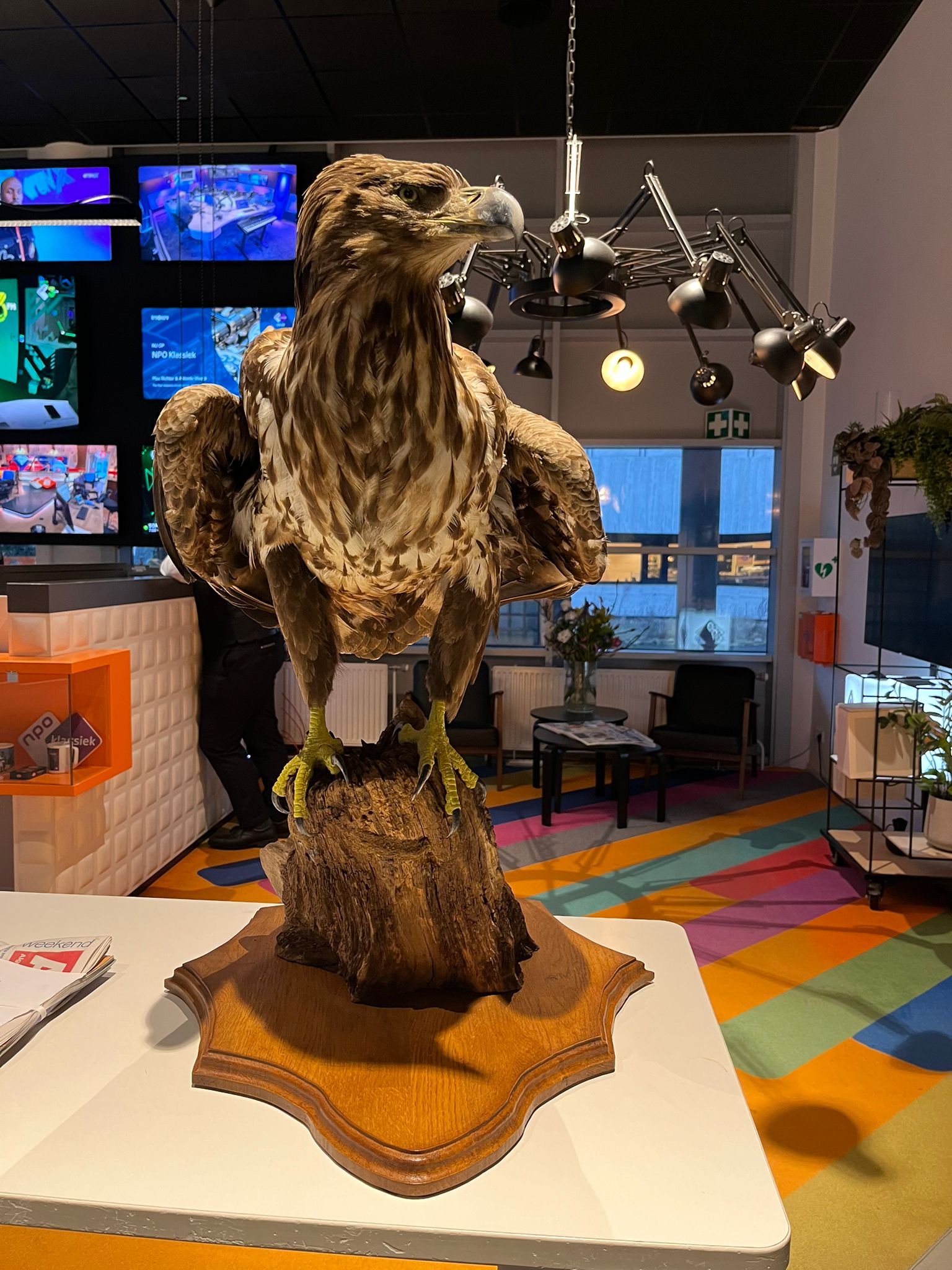 Zeearend heeft (ondanks kwaadwillende mensen) toekomst in Nederland | NPO Radio 1