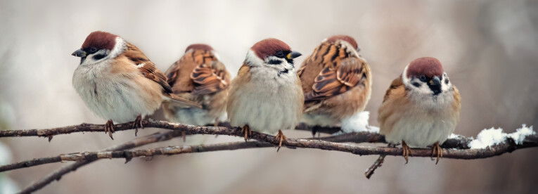 Gedicht: Het wapen van de mus, van Bernlef | NPO Klassiek