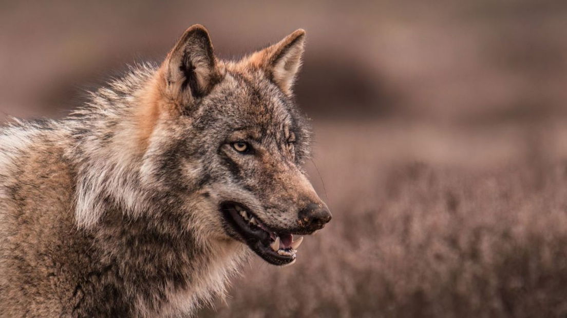 Sem Scheerder heeft de wolf gefotografeerd | NPO Radio 5