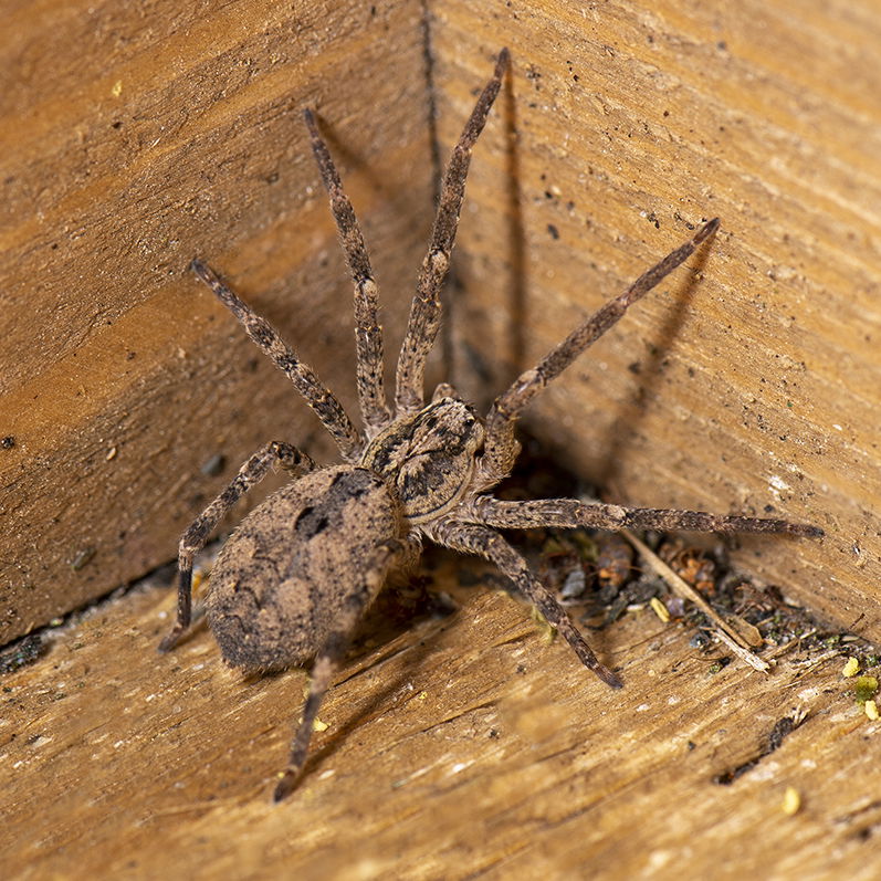 De valse Wolfspin rukt op in Nederland! | NPO Radio 5